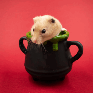 Best Hamster Care In India 2025: Breeds, Lifespan, Price, Setup