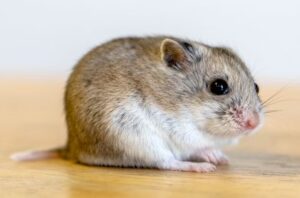 Best Hamster Care In India 2025: Breeds, Lifespan, Price, Setup