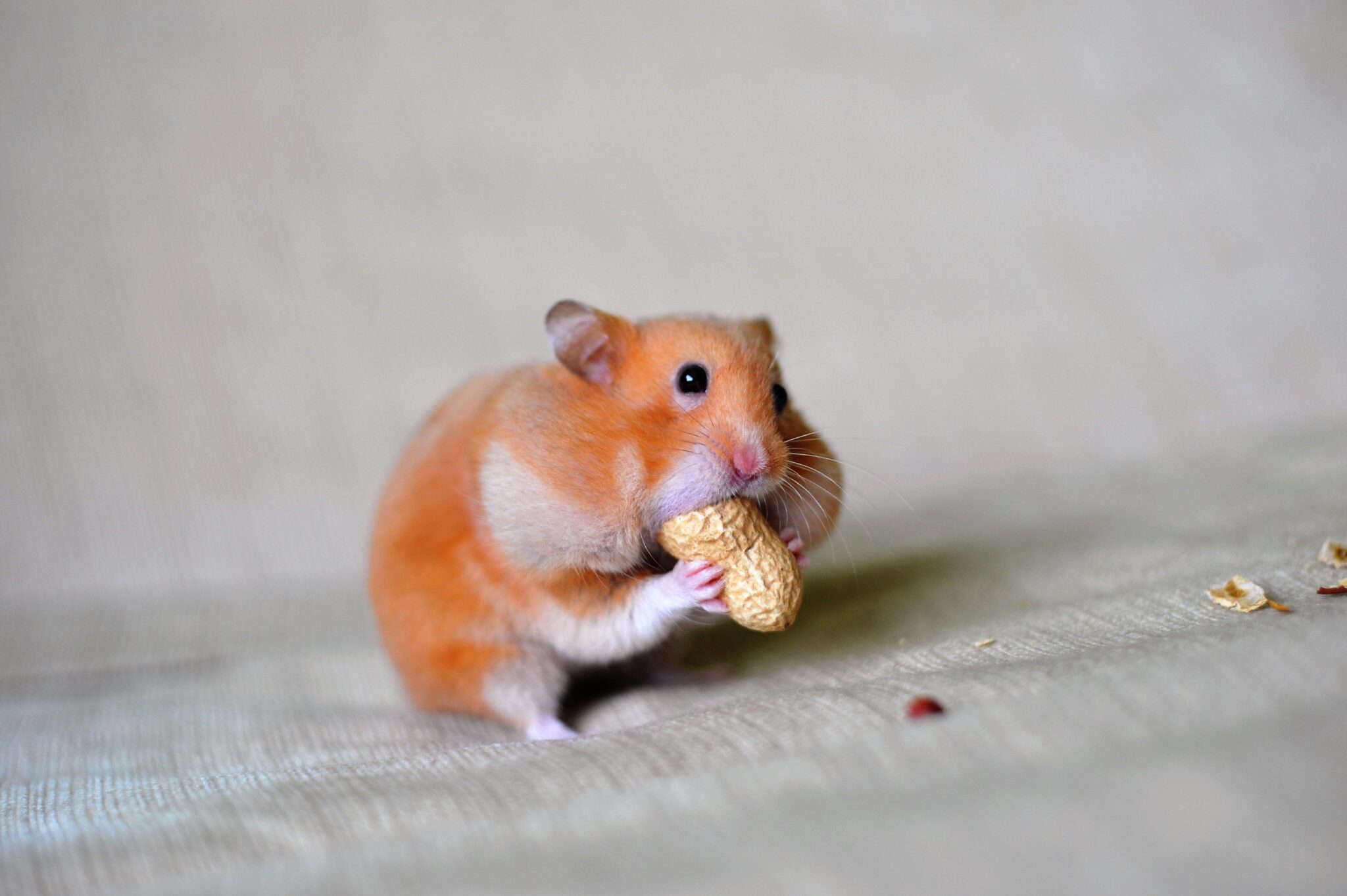 Best Hamster Care In India 2025: Breeds, Lifespan, Price, Setup