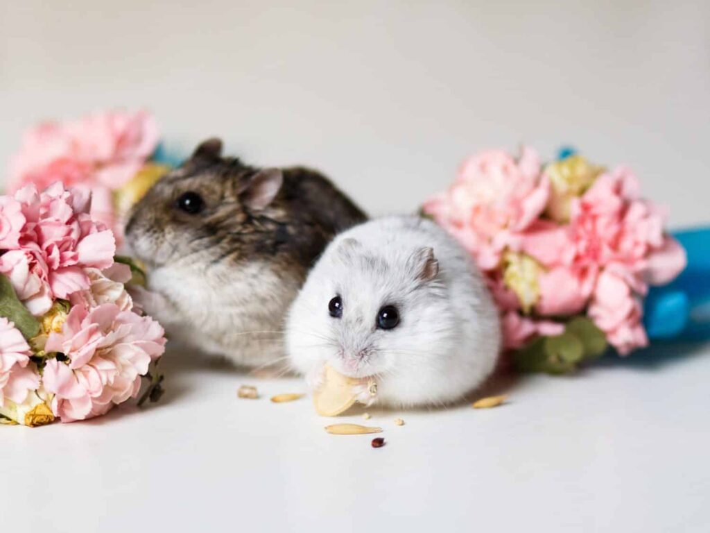 Best Hamster Care In India 2025: Breeds, Lifespan, Price, Setup